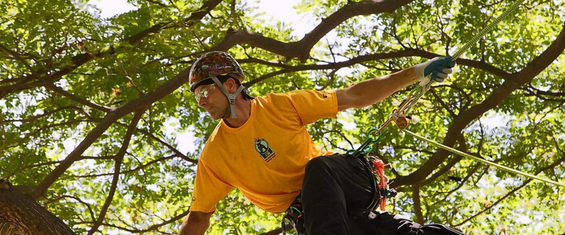 How much do tree climbers make in colorado?